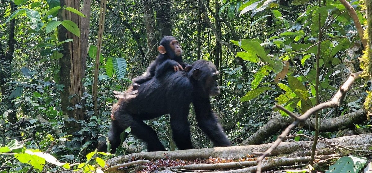 6-Day Primate Trekking in Uganda – Chimp & Gorilla Tracking | Yala ...